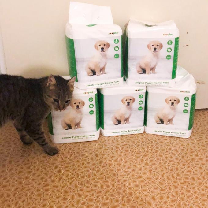 Tlapka z Brna - Kočičí přání