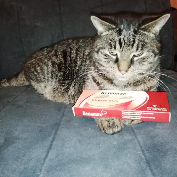 Tomík z Kraslic - Kočičí přání