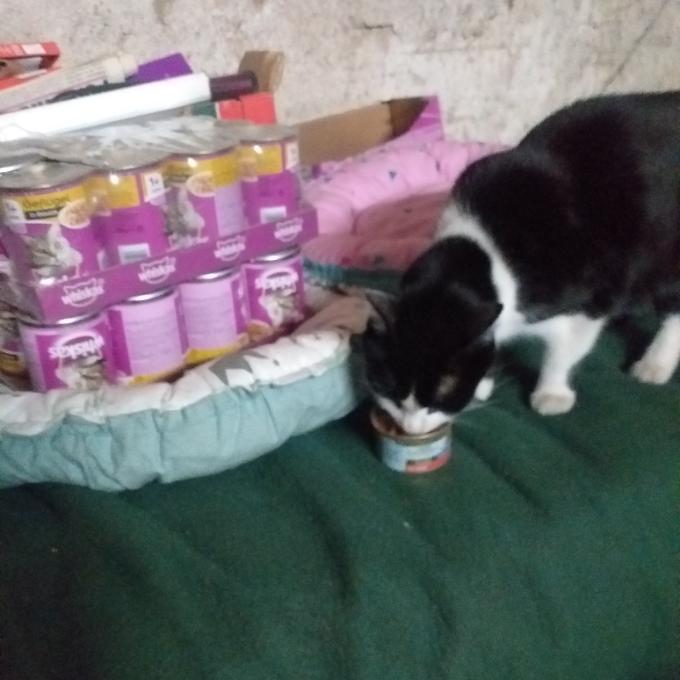 Fílinka od Svaté Hory - Kočičí přání