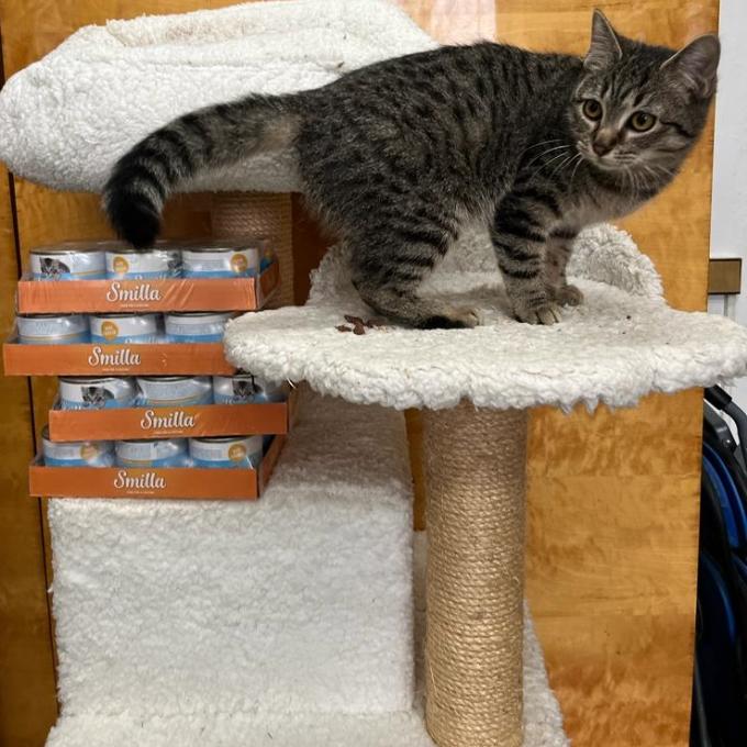 Karla z Olomouce - Kočičí přání