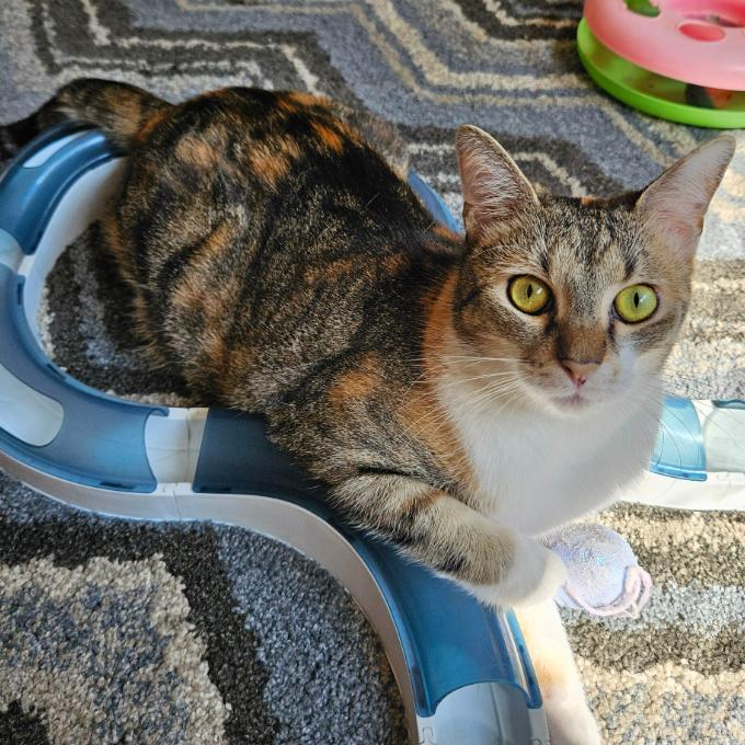 Anička z Mikeše - Kočičí přání