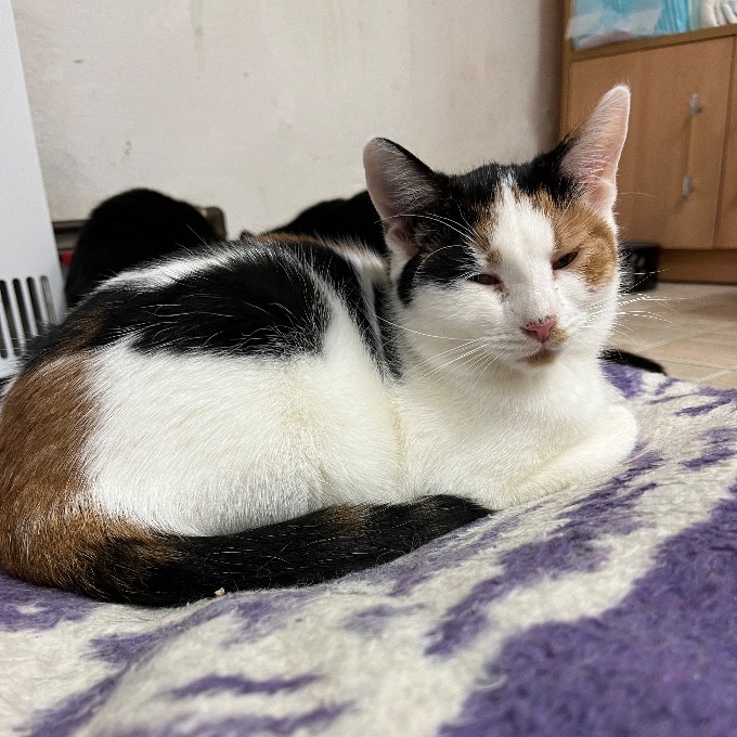 Lolitka z Ostravy - Kočičí přání