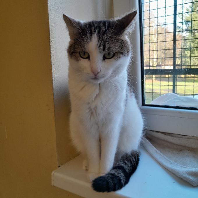 Pepík ze Sokolova - Kočičí přání