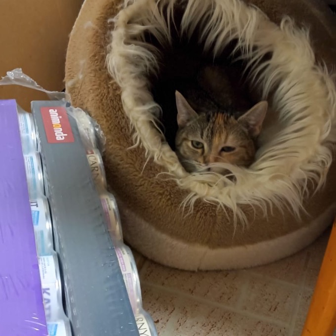 Maylo z Ostravy - Kočičí přání